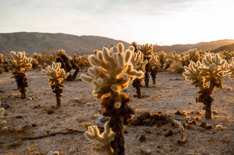 The Ultimate Guide To Cholla Cactus Garden Joshua Tree