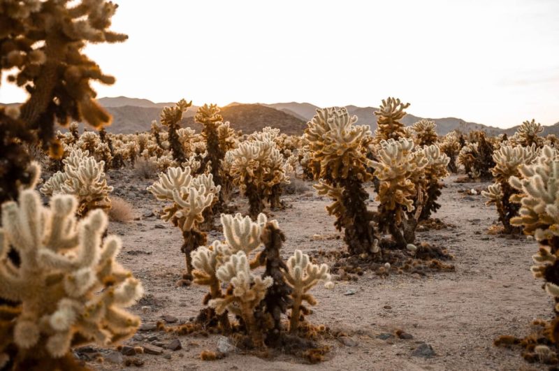 The Ultimate Guide To Cholla Cactus Garden Joshua Tree